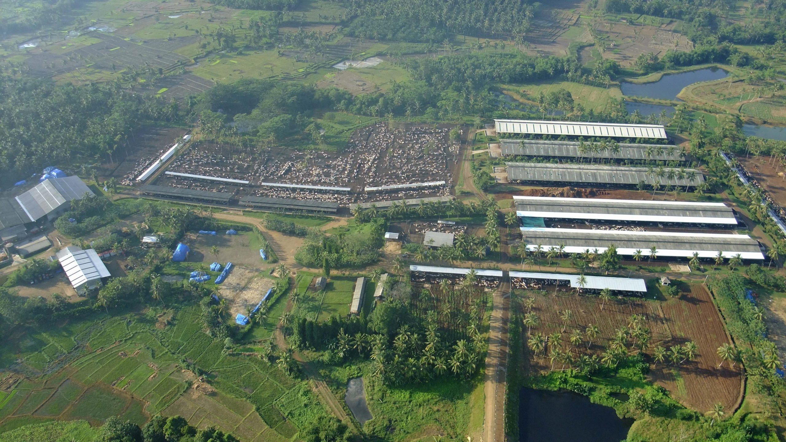 Consolidated Pastoral Company - Australia Based Agrifood Business